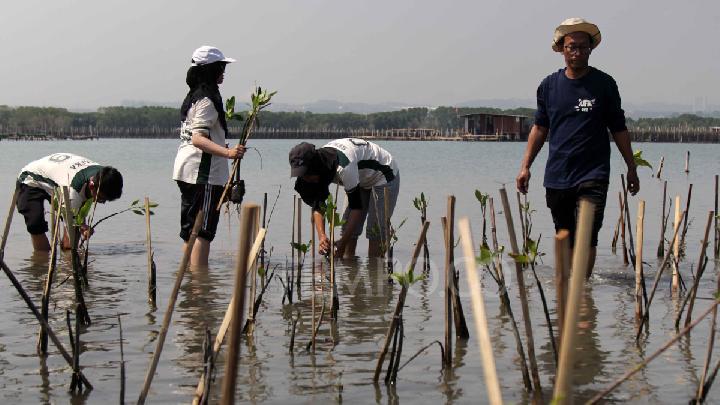 220 Semarang Students Plant 3,000 Mangroves on Tirang Island - foto En ...
