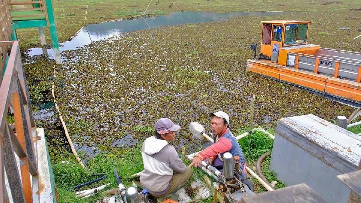 Evolusi Telaga Merdada, Dari Pesona Terbuka hinggaTertutup Gulma | tempo.co