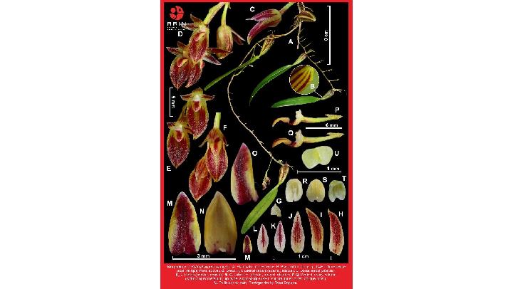 Bunga Anggrek: Ciri-Ciri, Habitat, Jenis, dan Filosofinya | tempo.co