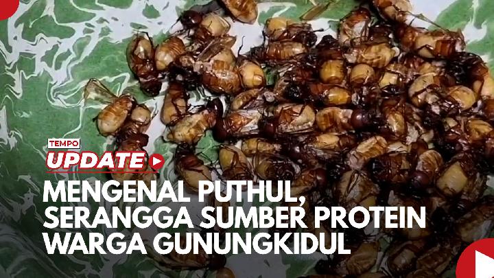 Mengenal Puthul, Serangga Sumber Protein Warga Gunungkidul | tempo.co