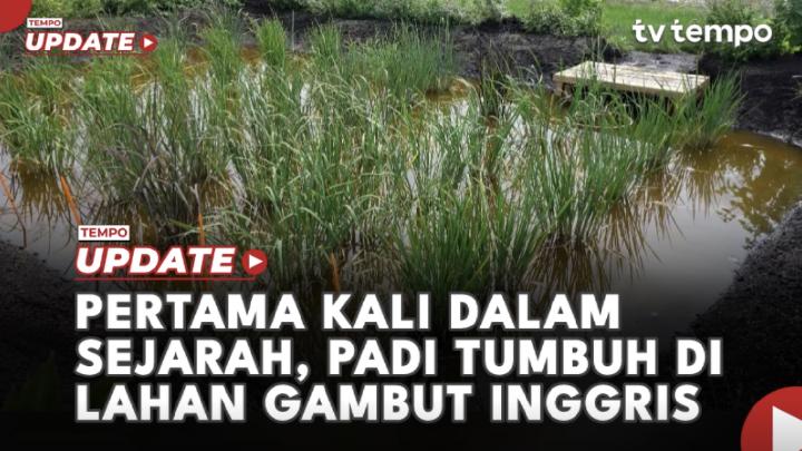 Pertama Kali dalam Sejarah, Padi Tumbuh di Lahan Gambut Inggris | tempo.co