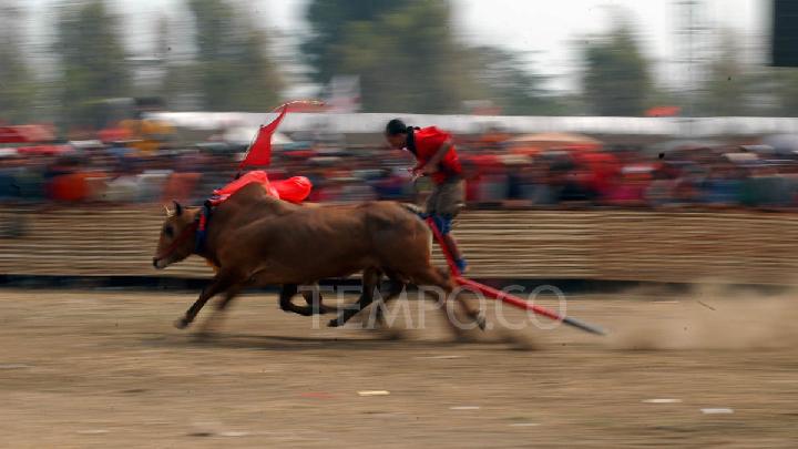 Asal-Usul Tradisi Karapan Sapi | tempo.co