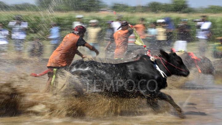Asal-Usul Tradisi Karapan Sapi | tempo.co