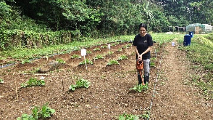 Mahasiswa ITB Kenalkan Pertanian Berkelanjutan '3 Sisters': Jagung ...