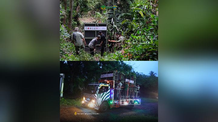 Pemindahan Badak Jawa Musofa di Taman Nasional Ujung Kulon Dikawal ...