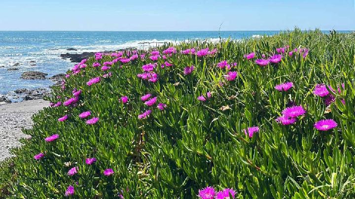 20 Contoh Bunga Sempurna beserta Pengertian dan Ciri-Cirinya | tempo.co