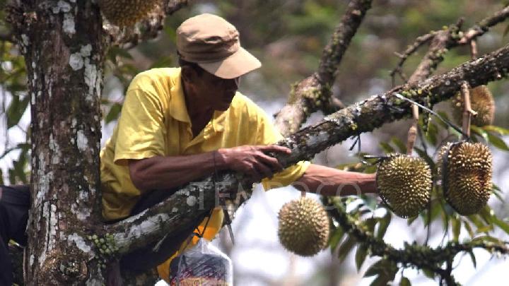 Sentra Durian Bawor di Desa Wisata Alasmalang Banyumas | tempo.co