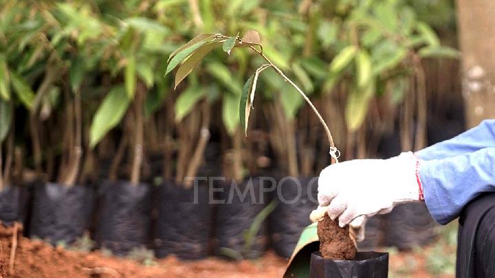 Sentra Durian Bawor di Desa Wisata Alasmalang Banyumas | tempo.co