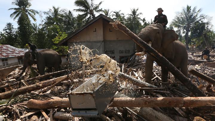 Elephant Clears Wooden Debris After Aceh Disaster - foto En.tempo.co
