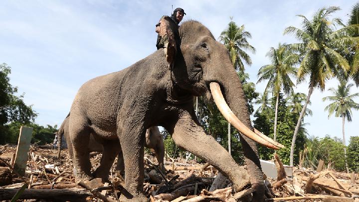 Elephant Clears Wooden Debris After Aceh Disaster - foto En.tempo.co