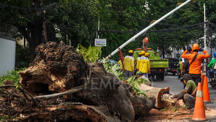 Pohon Tumbang Akibat Angin Kencang | tempo.co
