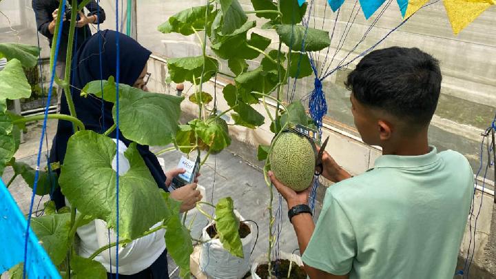 Tim UGM Kembangkan Riset Budi Daya Melon di Lahan Pasir