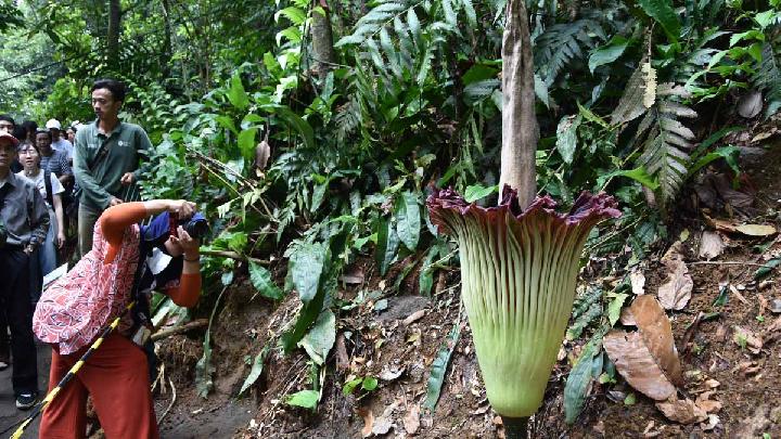 Harga Tiket Kebun Raya Bogor 2025, Ini Cara Beli Tiketnya | tempo.co