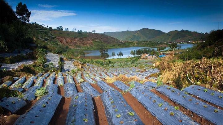 Dieng Terancam Longsor Akibat Alih Fungsi Lahan | tempo.co