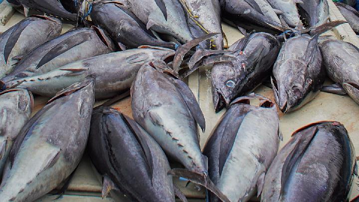 Musim Tangkap Tuna di Kabupaten Malang | tempo.co