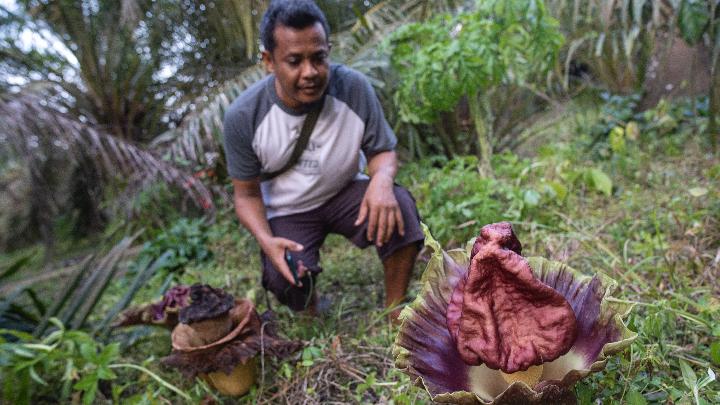 Bunga Bangkai Ditemukan di Pekarangan Rumah Warga Jambi | tempo.co