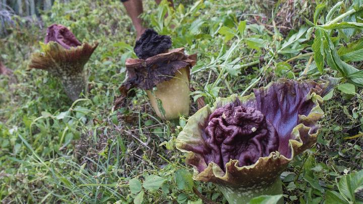 Bunga Bangkai Ditemukan di Pekarangan Rumah Warga Jambi | tempo.co