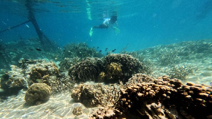 Melihat Terumbu Karang dan Hutan Mangrove Berau | tempo.co