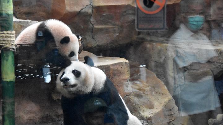 TSI Bogor Introduces Giant Panda Cub Satrio Wiratama to the Public ...
