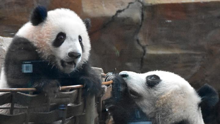 TSI Bogor Introduces Giant Panda Cub Satrio Wiratama to the Public ...