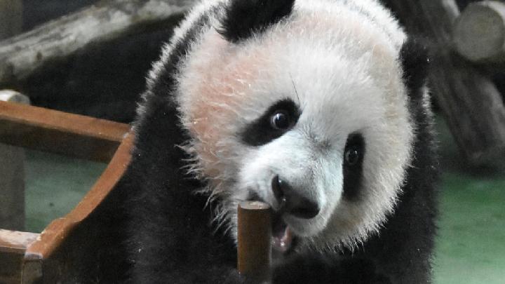 TSI Bogor Introduces Giant Panda Cub Satrio Wiratama to the Public ...