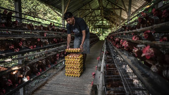 Pemerintah Tetapkan Acuan Harga Telur Rp 26.500 | tempo.co