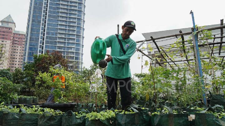 'Urban Farming' di Atap Kantor Wali Kota Jakarta Barat | tempo.co