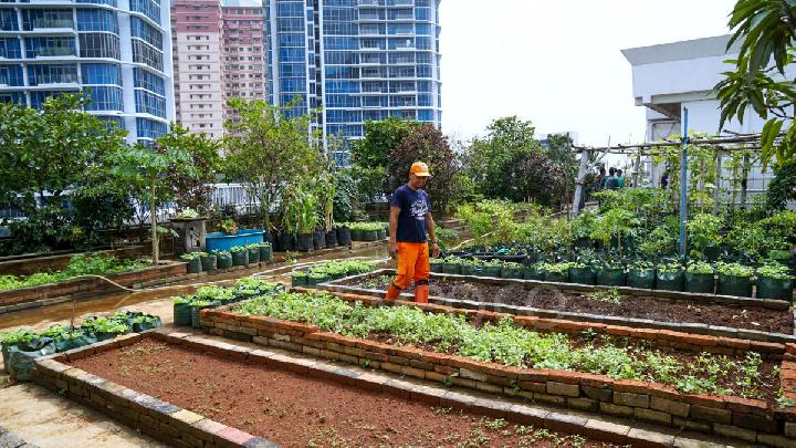 'Urban Farming' di Atap Kantor Wali Kota Jakarta Barat | tempo.co